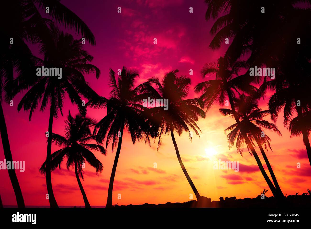 Palm Trees Pink Sunset