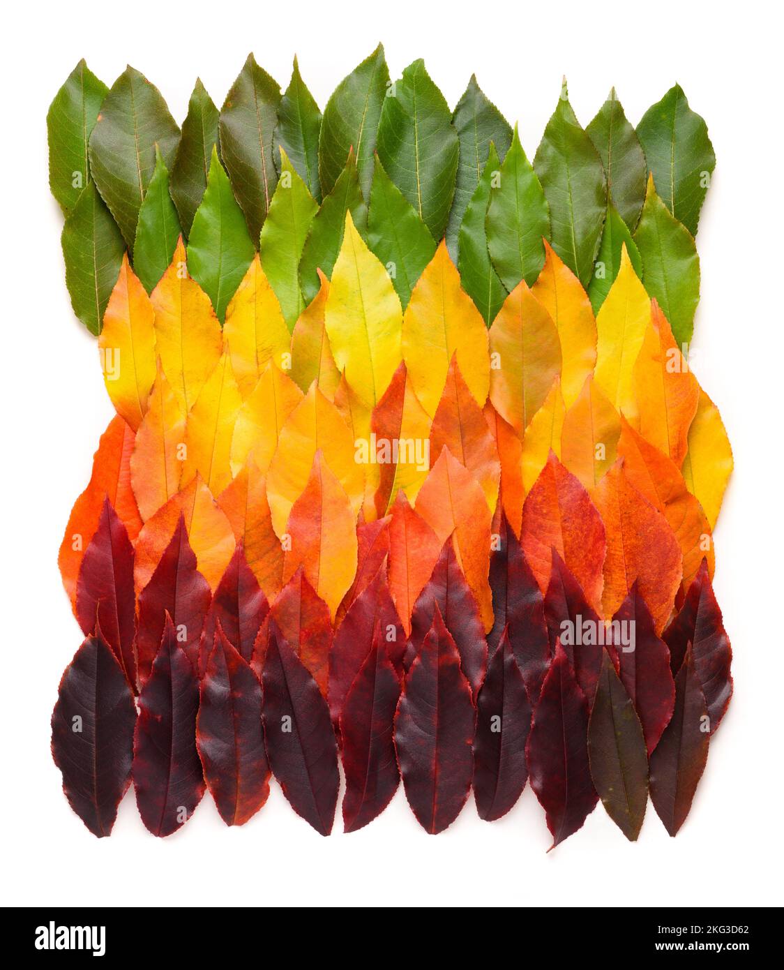 Colorful autumn leaves gradient transition from green leaf to yellow ...