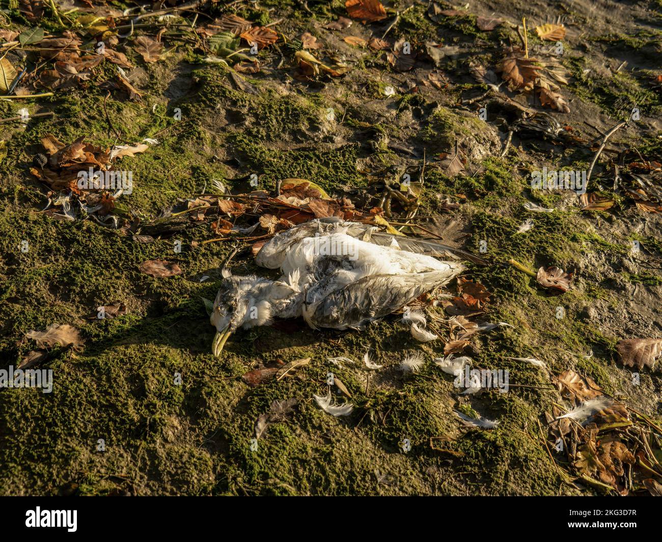 Dead gull, seagull on tidal shore. Environment Stock Photo - Alamy