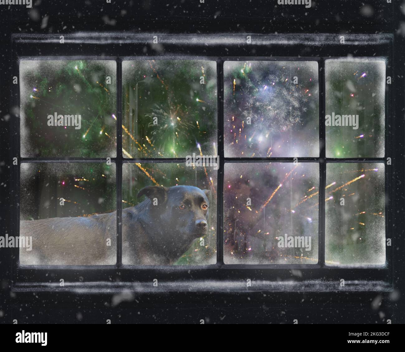 Black dog look out the window and watching the fireworks Stock Photo ...