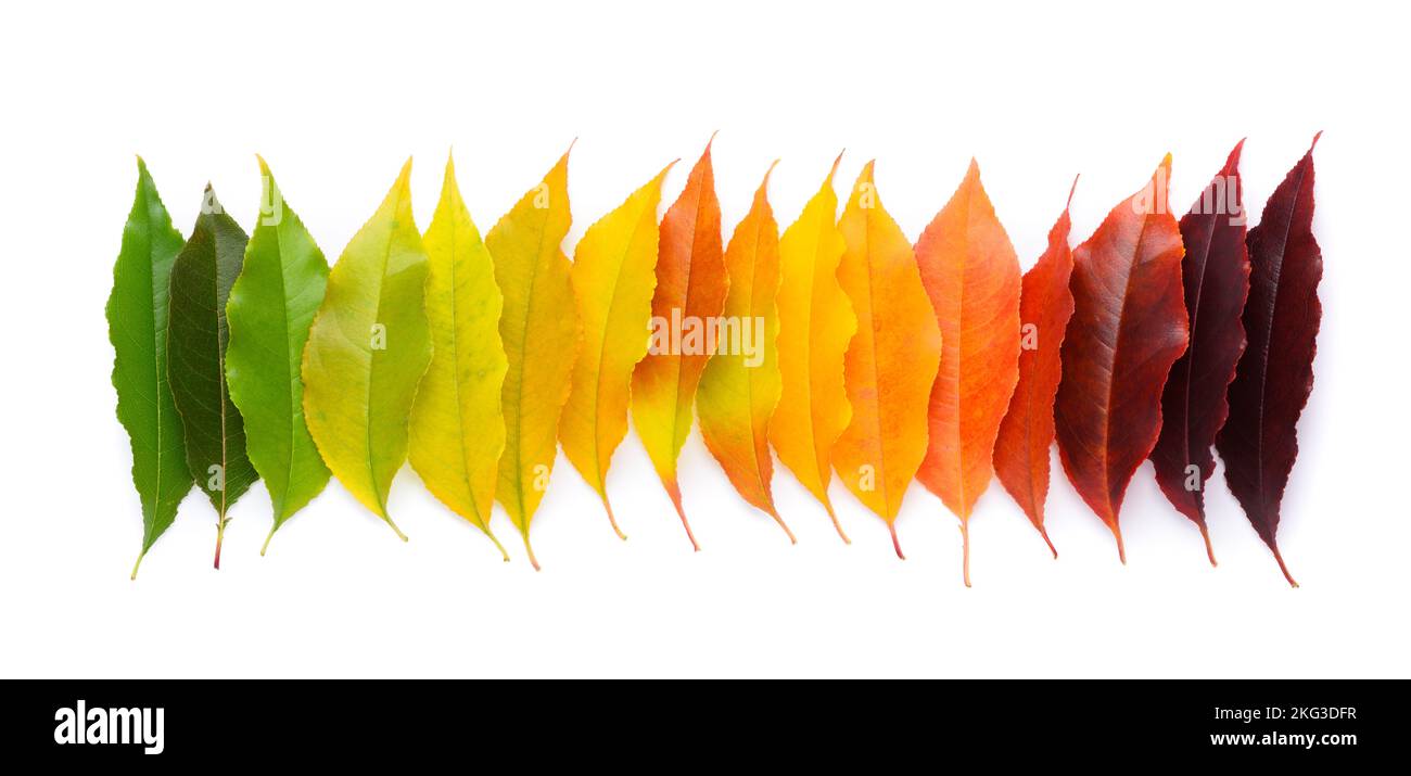 Colorful autumn leaf rainbow gradient transition from green to yellow ...