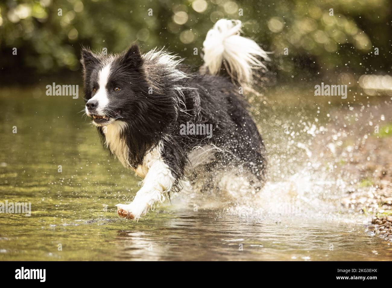 adult Border Collie Stock Photo - Alamy
