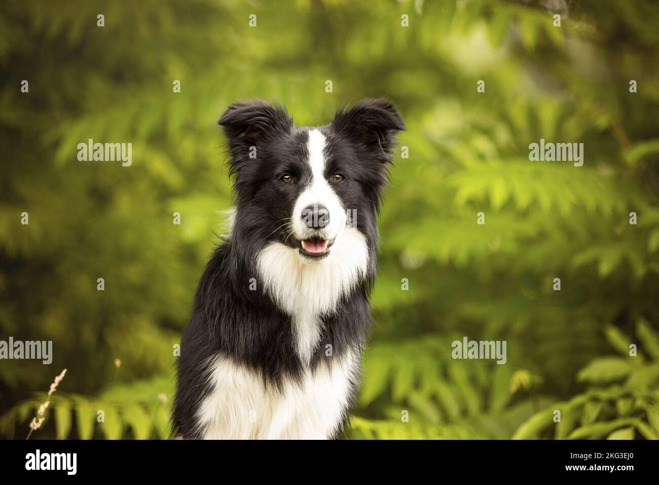 adult Border Collie Stock Photo - Alamy