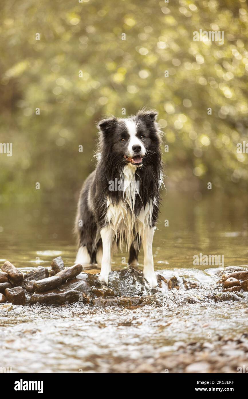 adult Border Collie Stock Photo - Alamy