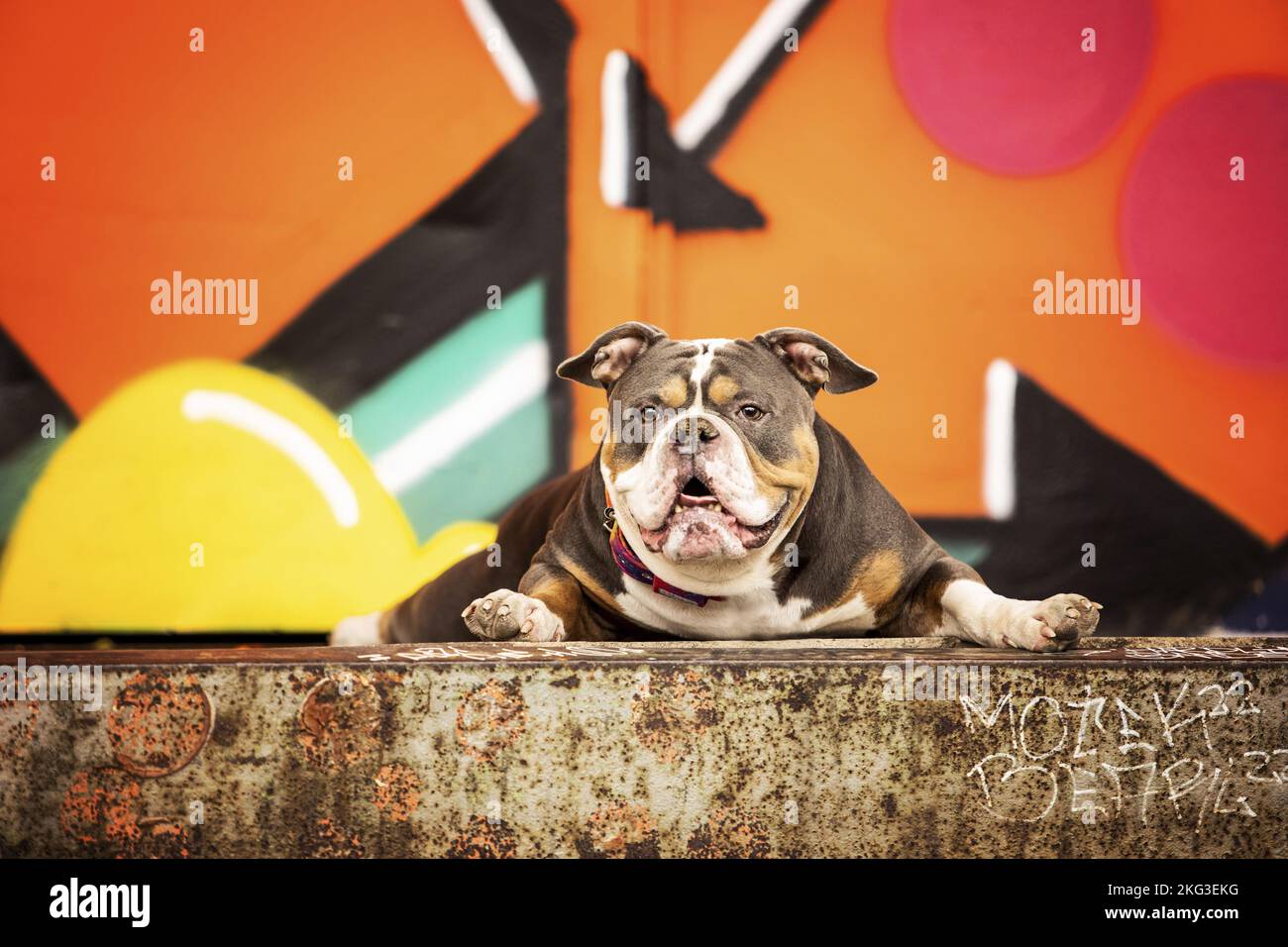Olde English Bulldog in front of scratchwork Stock Photo - Alamy