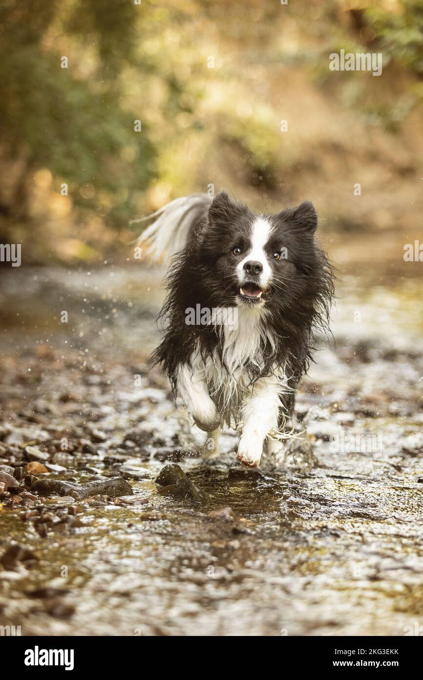 adult Border Collie Stock Photo - Alamy