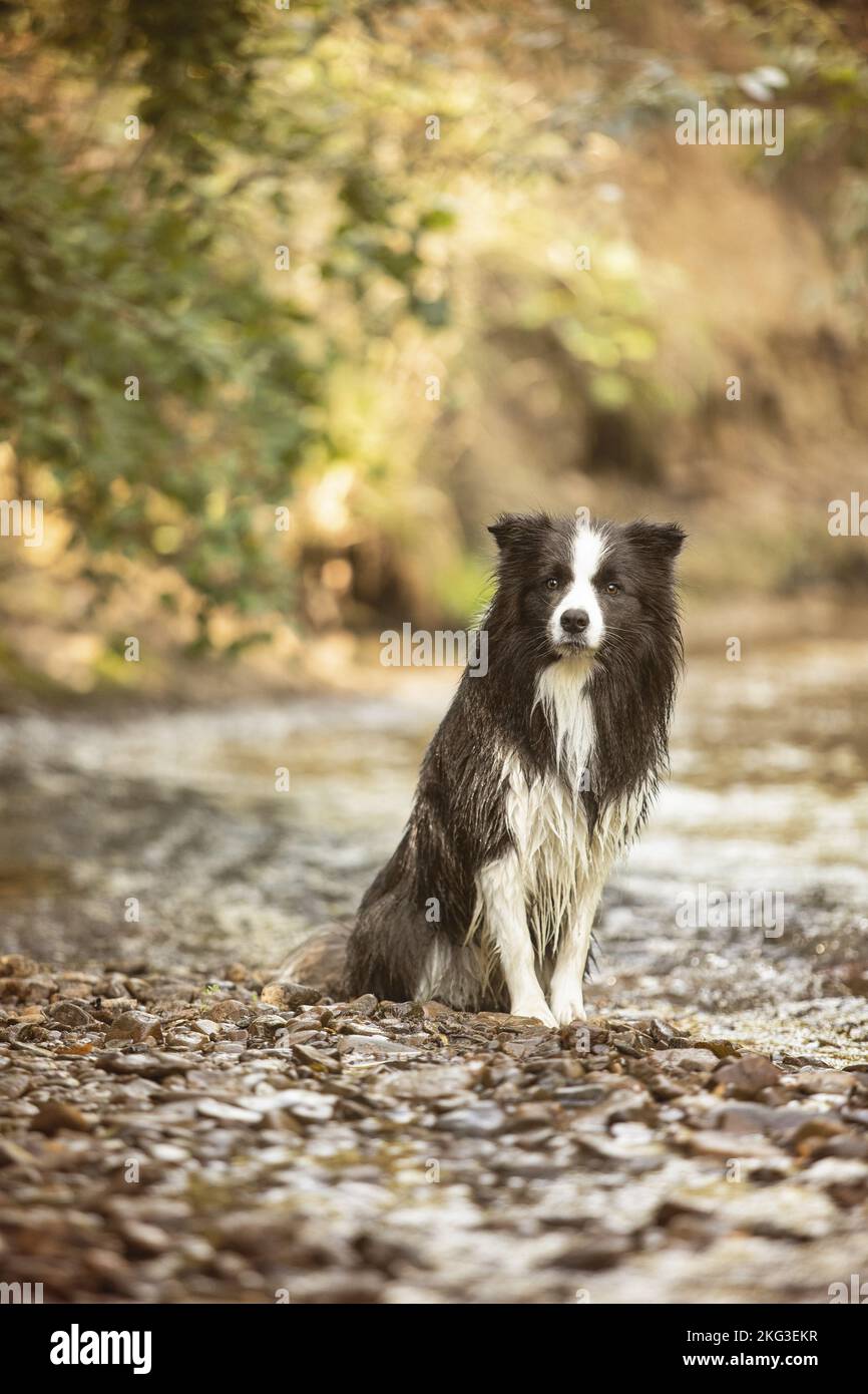 adult Border Collie Stock Photo - Alamy