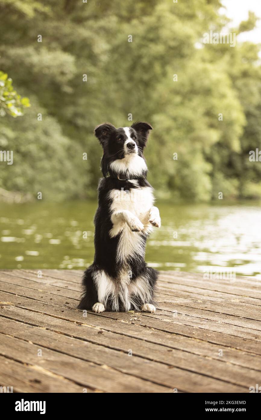adult Border Collie Stock Photo - Alamy