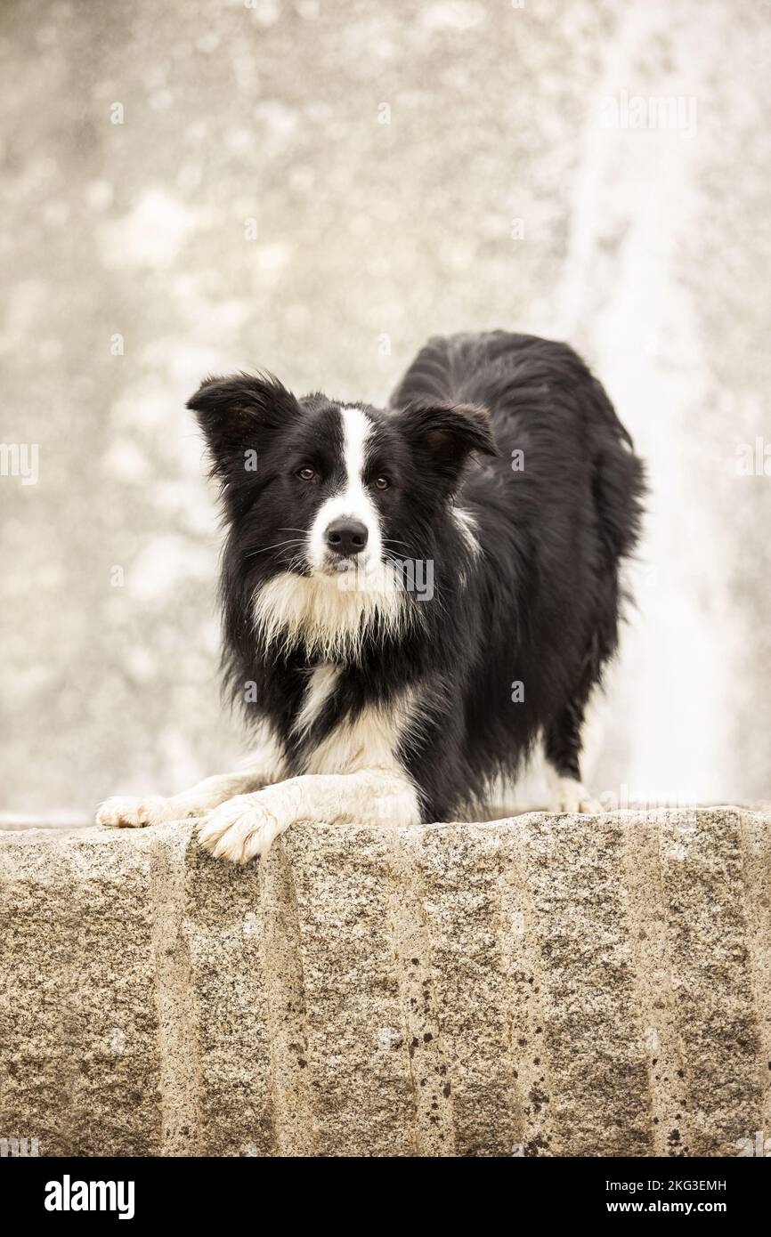 adult Border Collie Stock Photo - Alamy