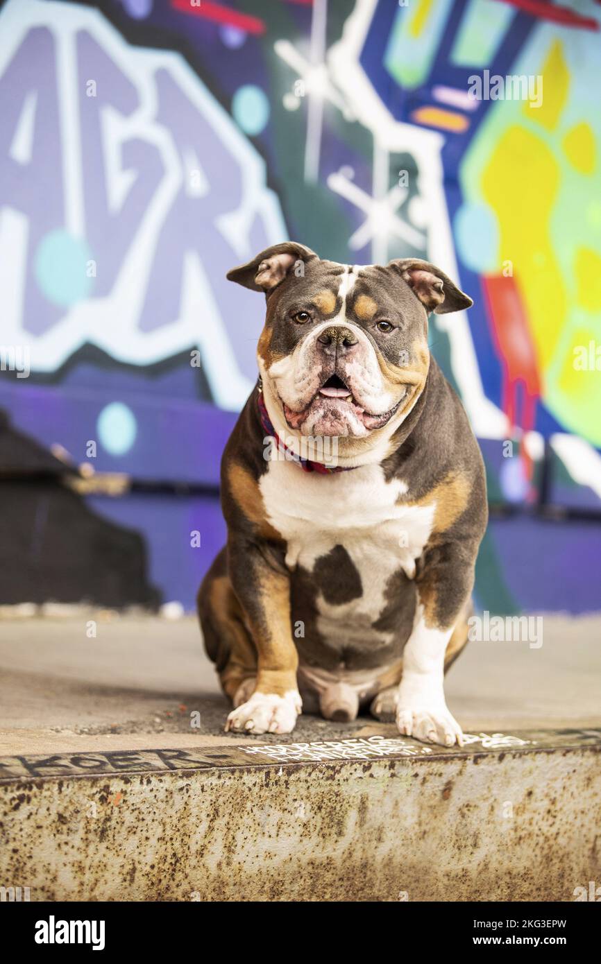 Olde English Bulldog in front of scratchwork Stock Photo - Alamy