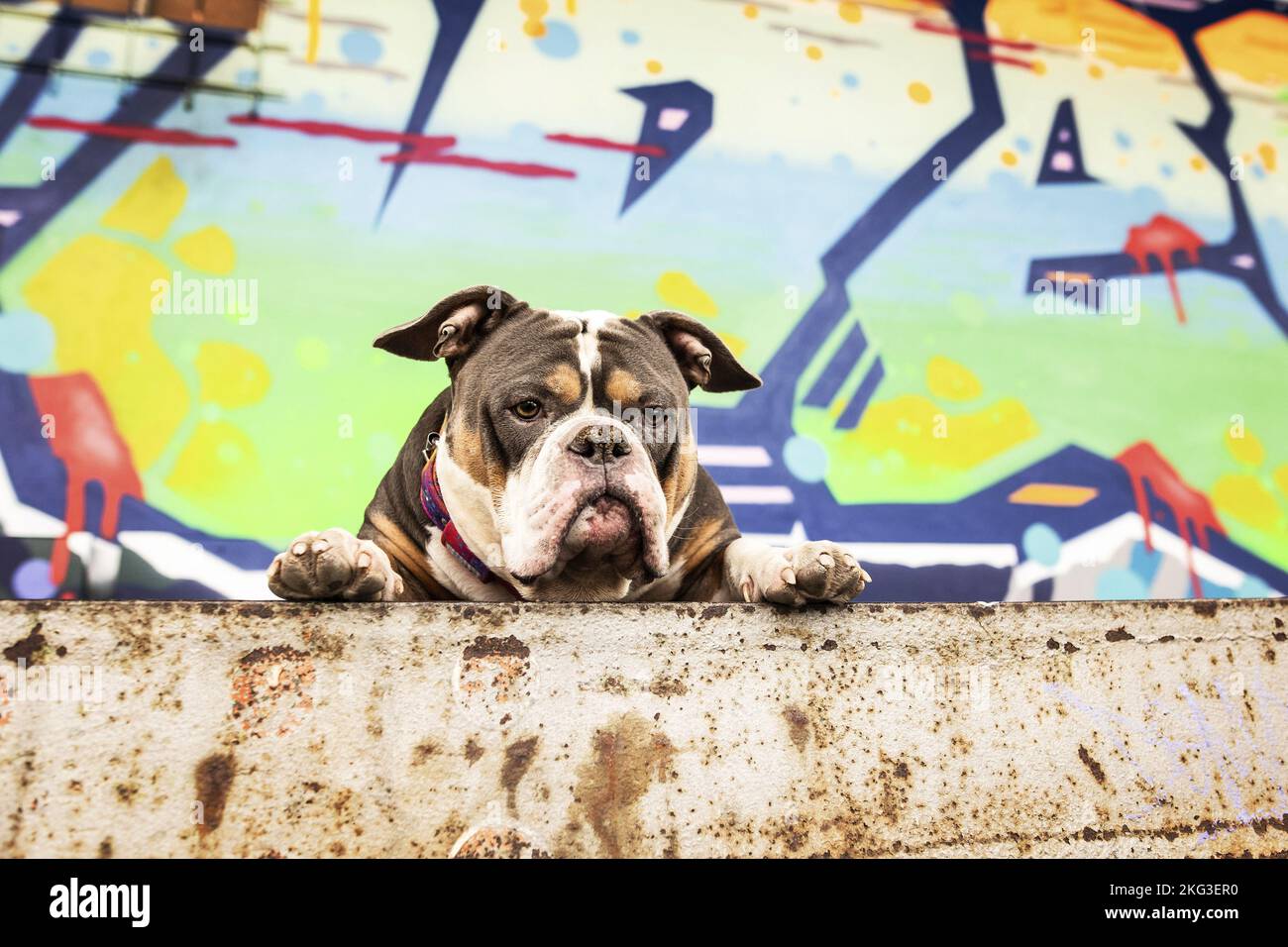 Olde English Bulldog in front of scratchwork Stock Photo - Alamy