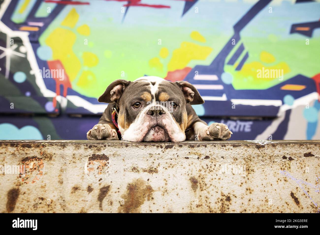 Olde English Bulldog in front of scratchwork Stock Photo - Alamy