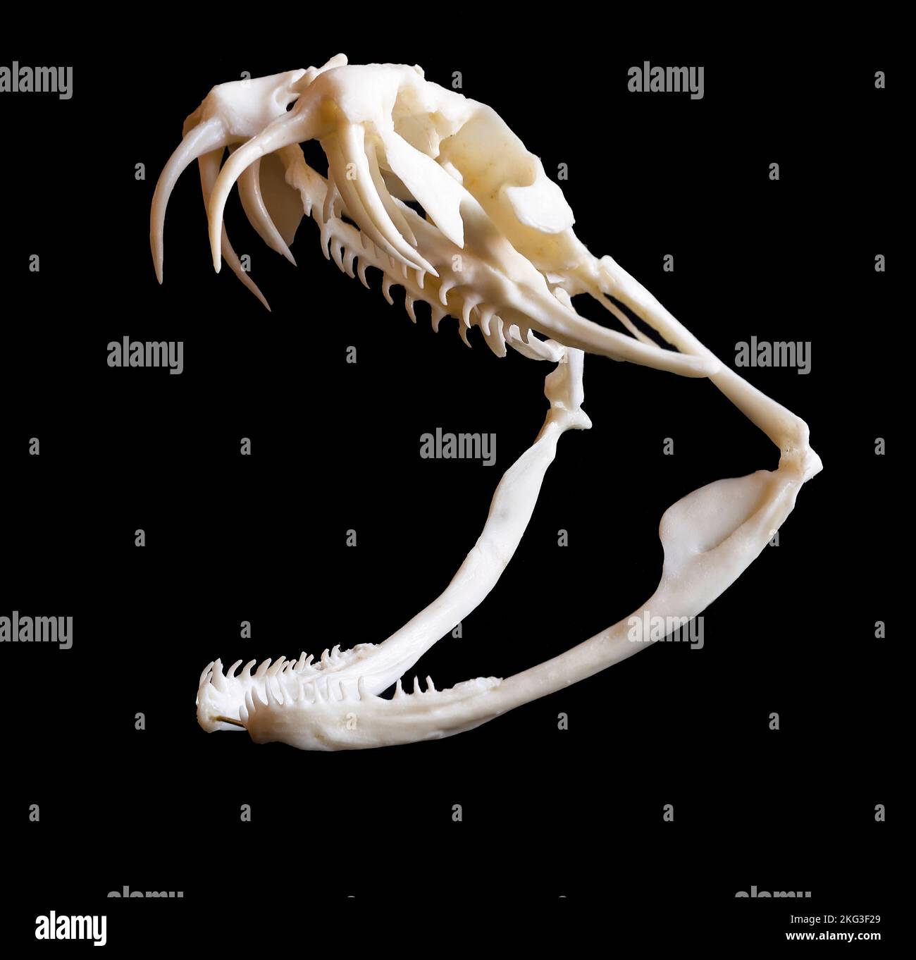 Neurotoxic poison hi-res stock photography and images - Alamy