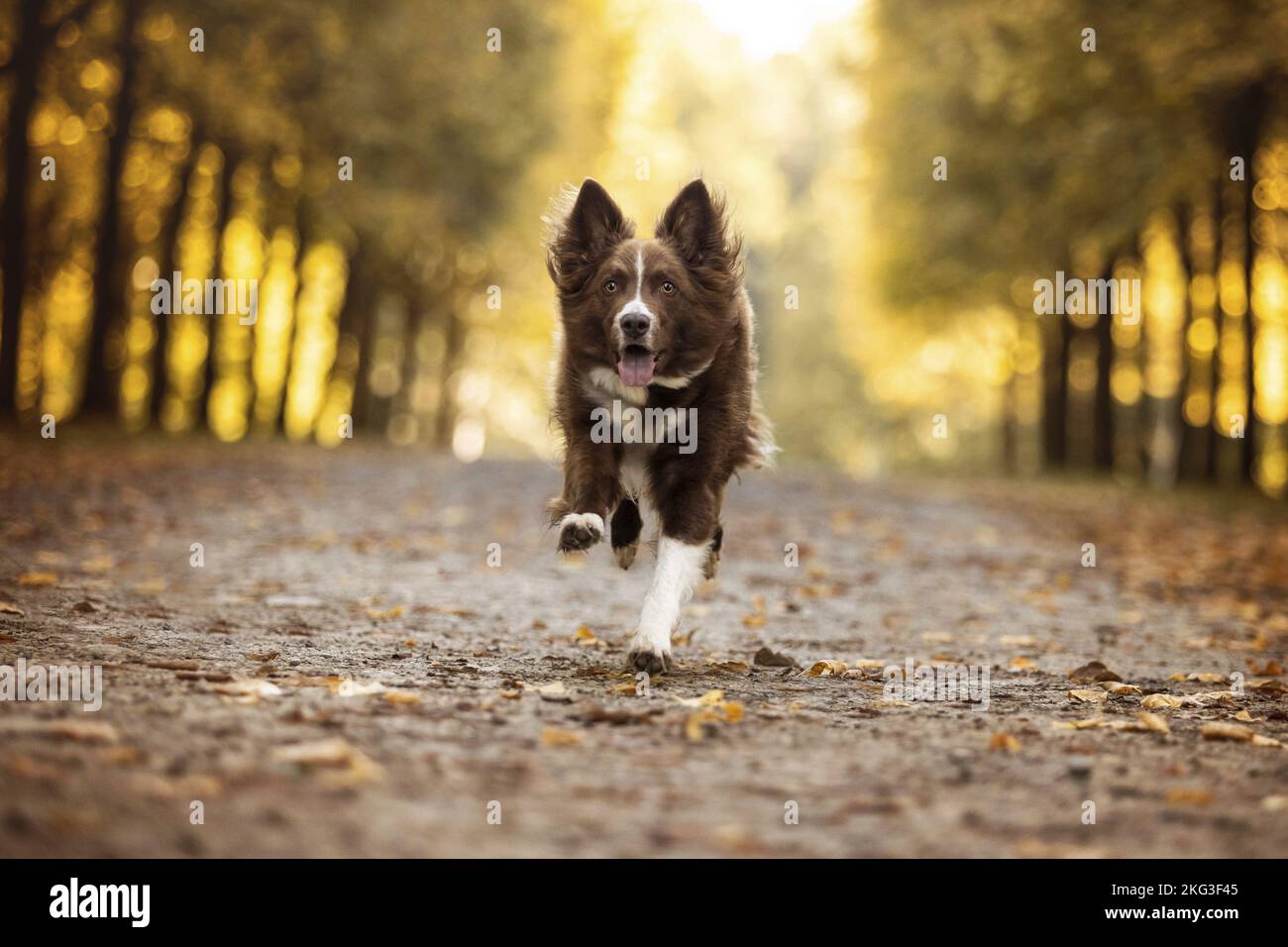 adult Border Collie Stock Photo - Alamy