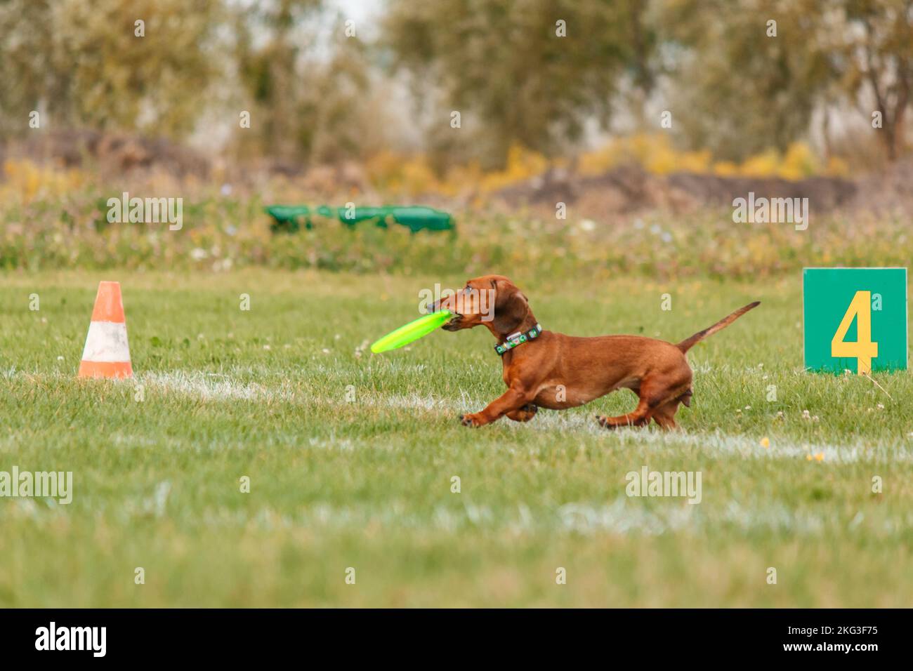 Dog catching flying disk in jump, pet playing outdoors in a park ...