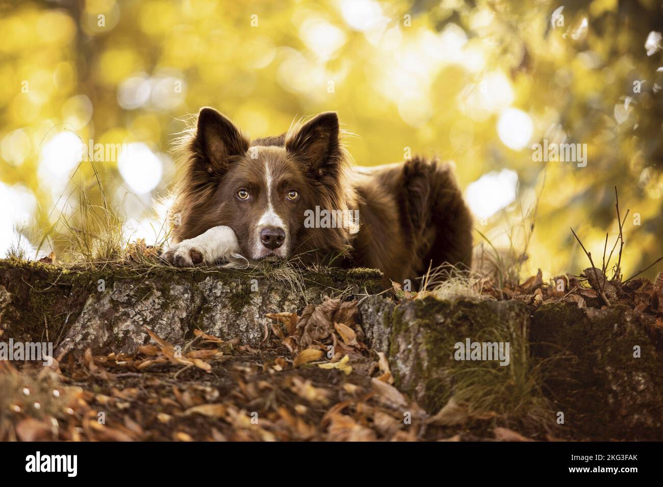 adult Border Collie Stock Photo - Alamy