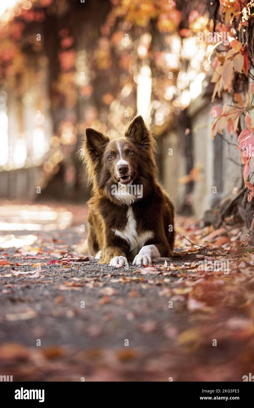 adult Border Collie Stock Photo - Alamy