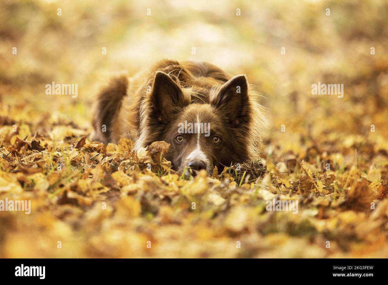adult Border Collie Stock Photo - Alamy