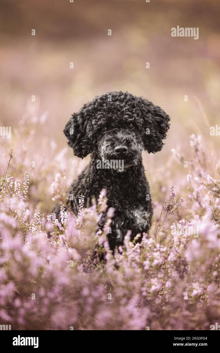 Miniature Poodle in summer Stock Photo - Alamy