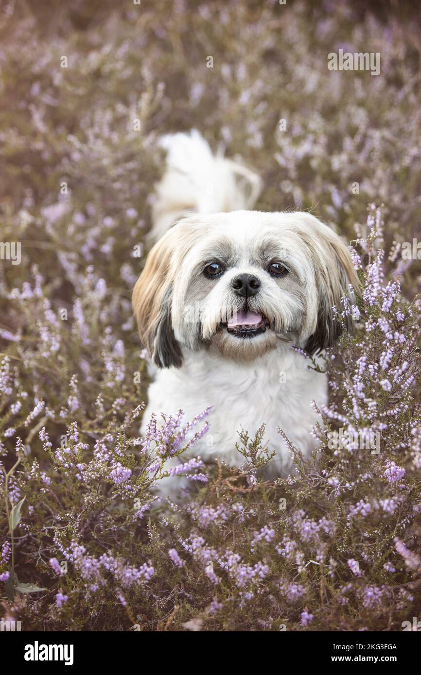 adult Shih Tzu Stock Photo - Alamy