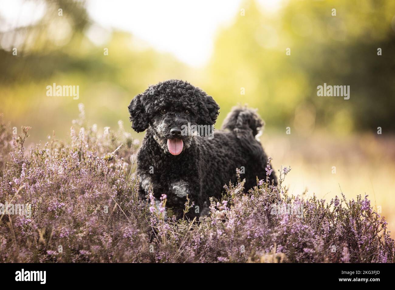 Miniature Poodle in summer Stock Photo - Alamy