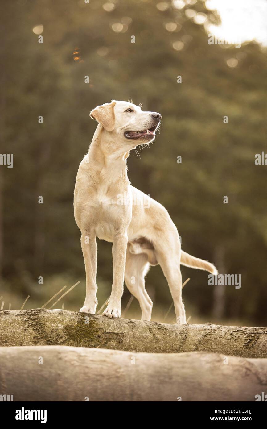 Short blonde hair stands hi-res stock photography and images - Alamy