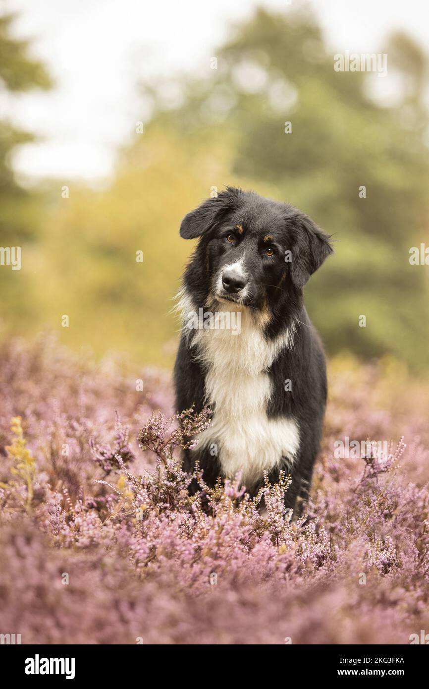adult Australian Shepherd Stock Photo - Alamy