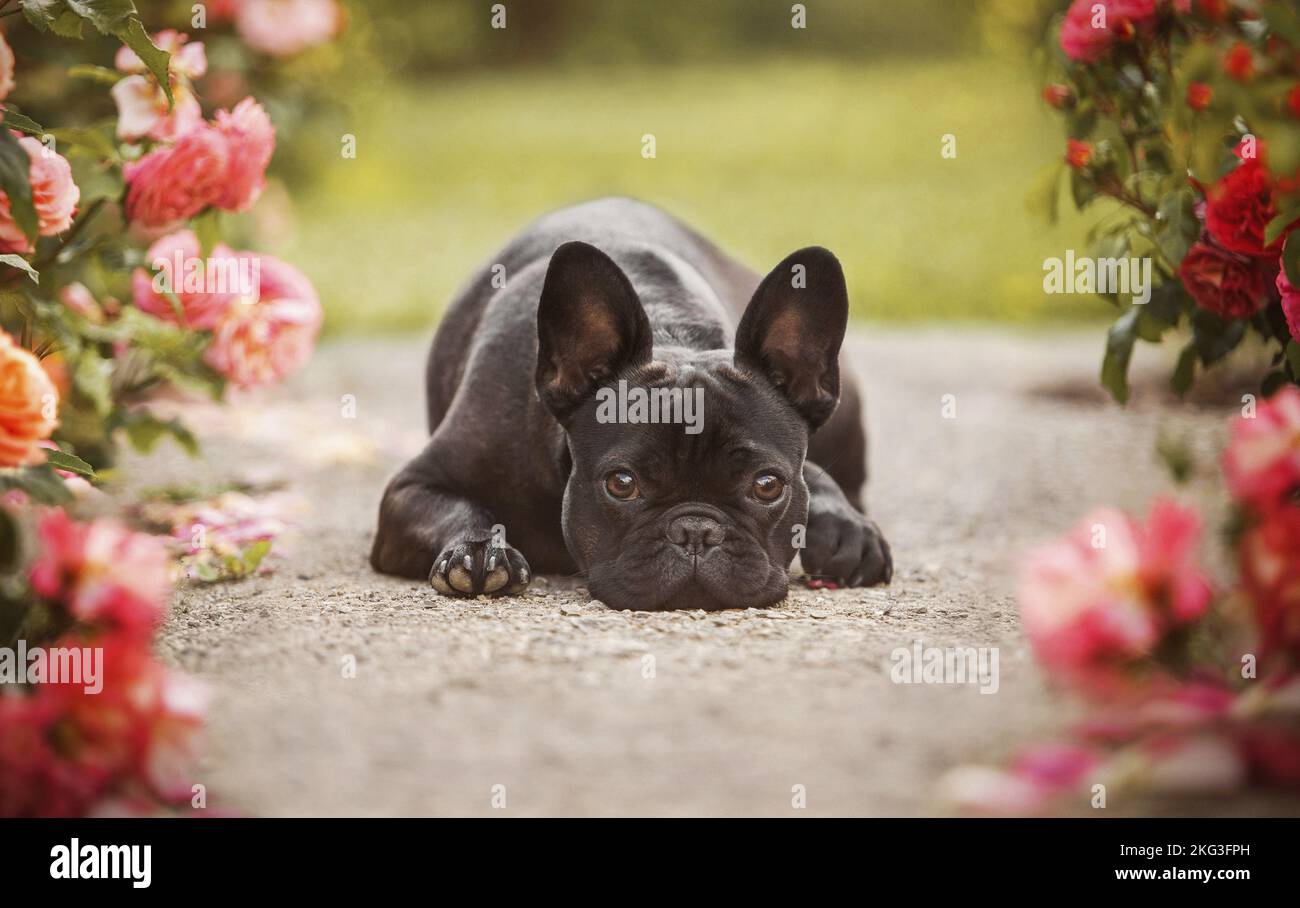 adult French Bulldog Stock Photo - Alamy