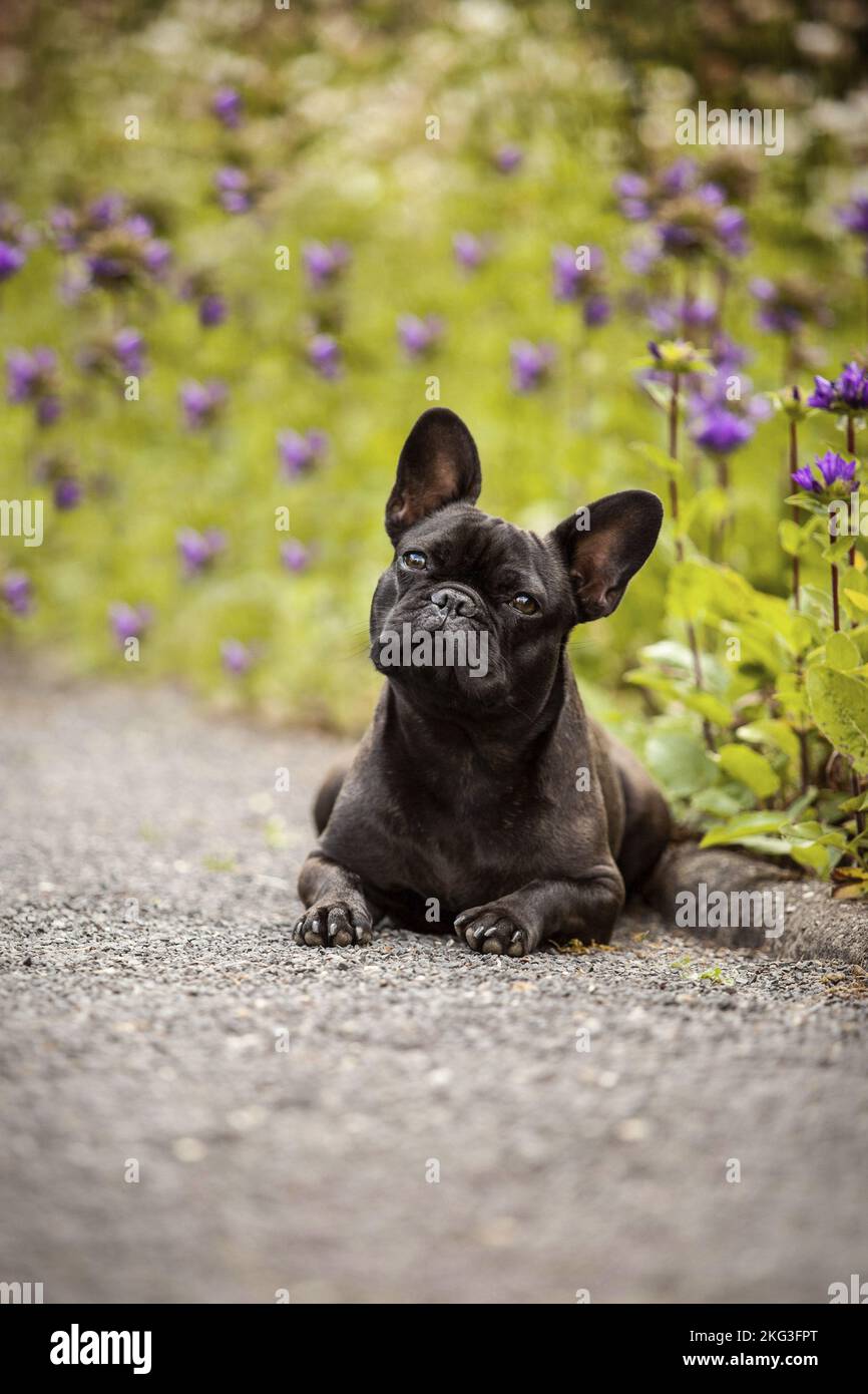 adult French Bulldog Stock Photo - Alamy