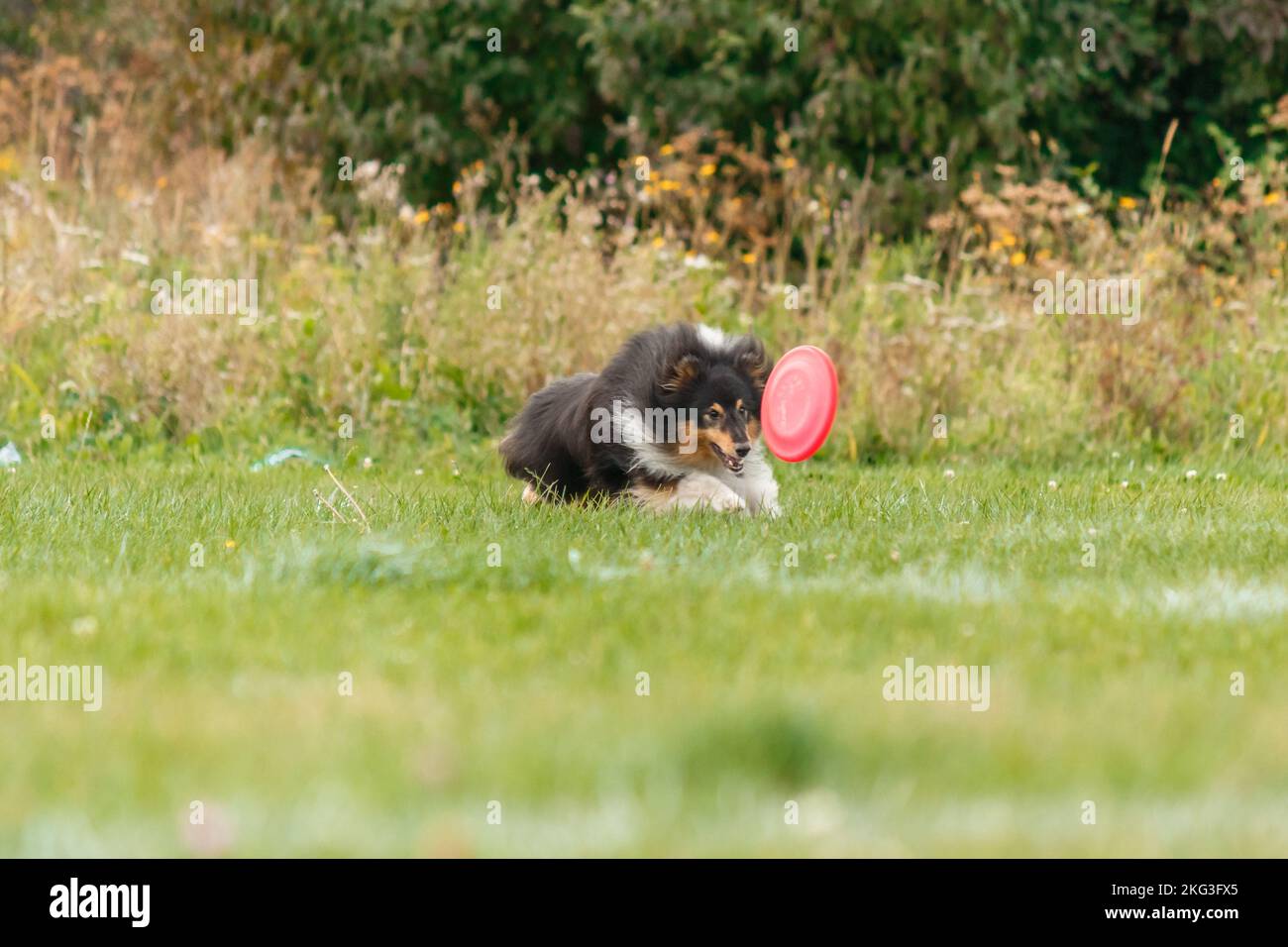 Dog catching flying disk in jump, pet playing outdoors in a park ...