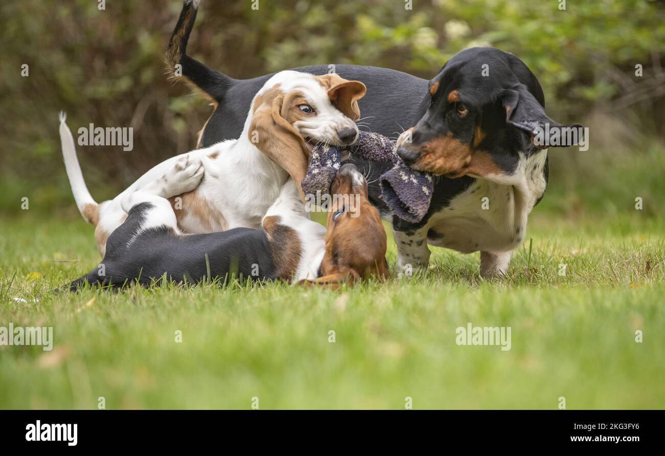 Basset hound stands hi-res stock photography and images - Alamy