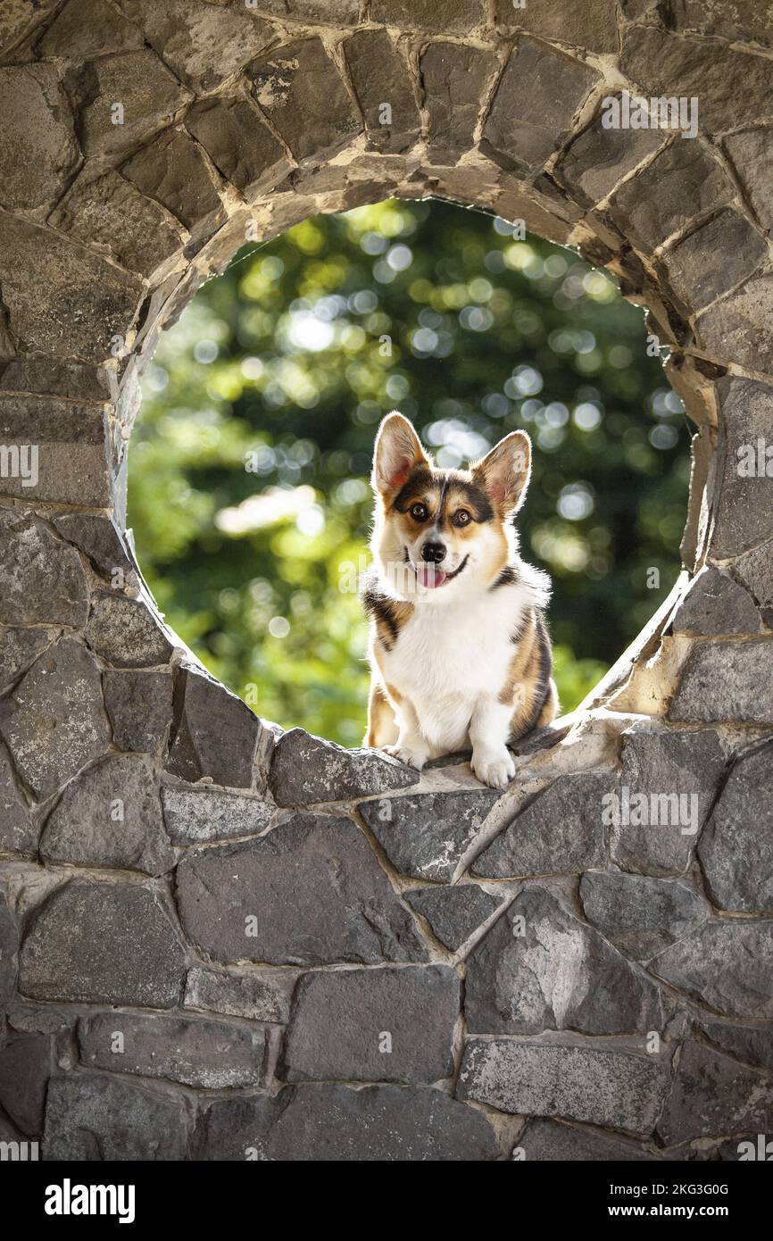 adult Welsh Corgi Pembroke Stock Photo - Alamy