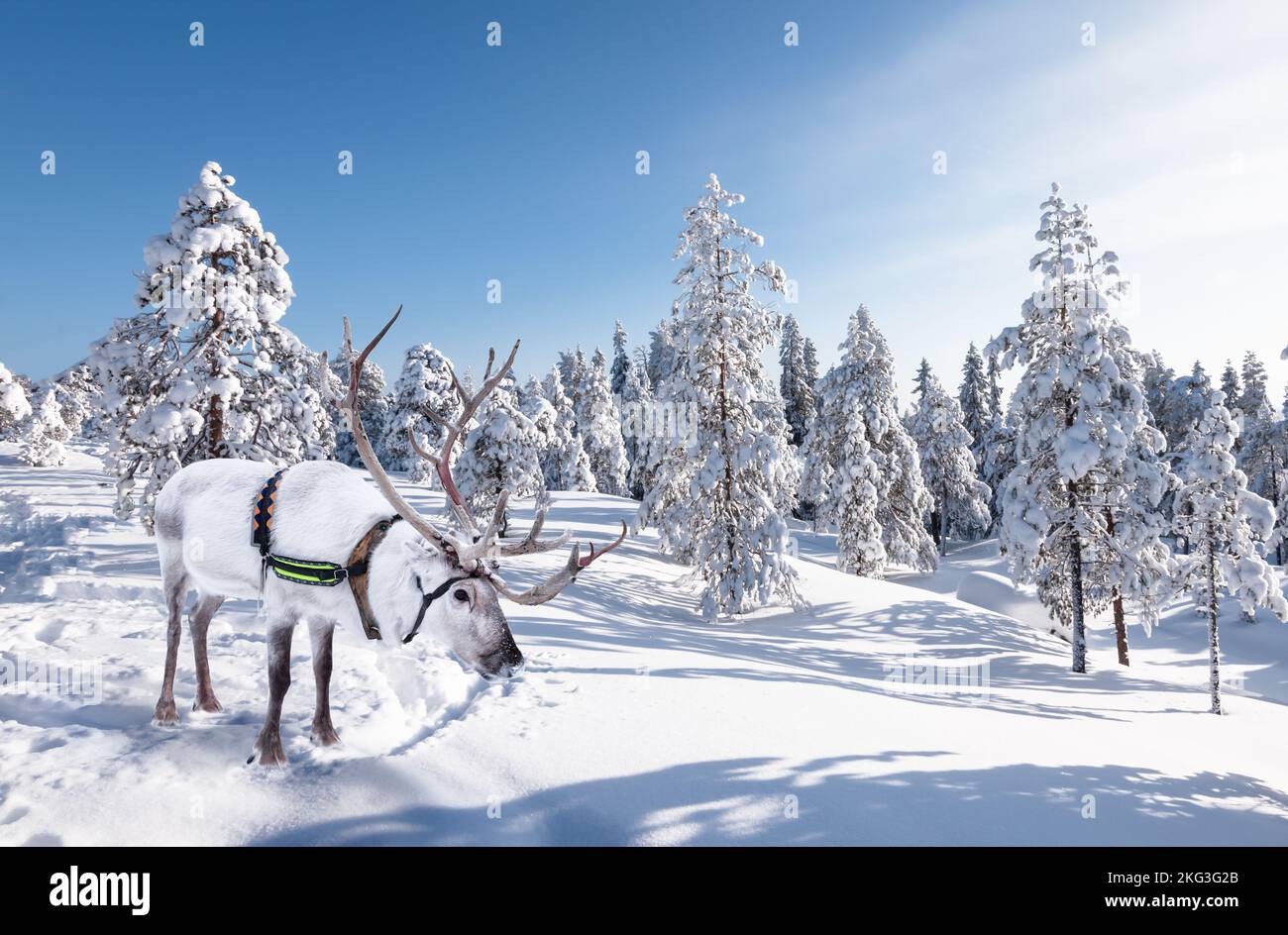 Finnish forest reindeer hi-res stock photography and images - Alamy