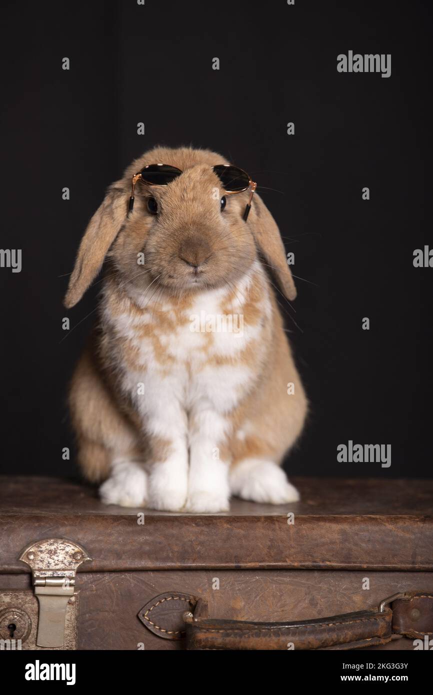 rabbit in studio Stock Photo - Alamy