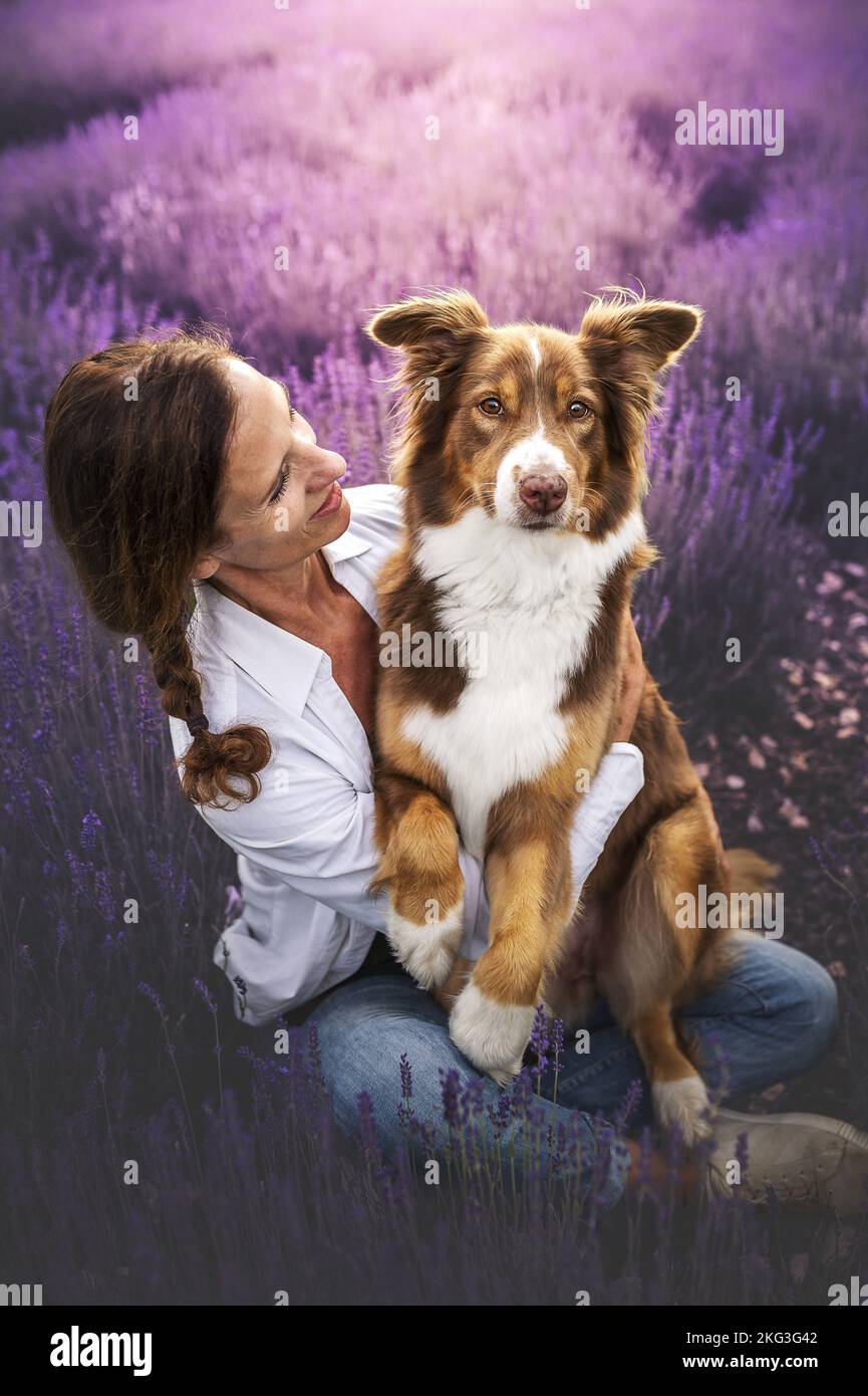 female Australian Shepherd Stock Photo - Alamy