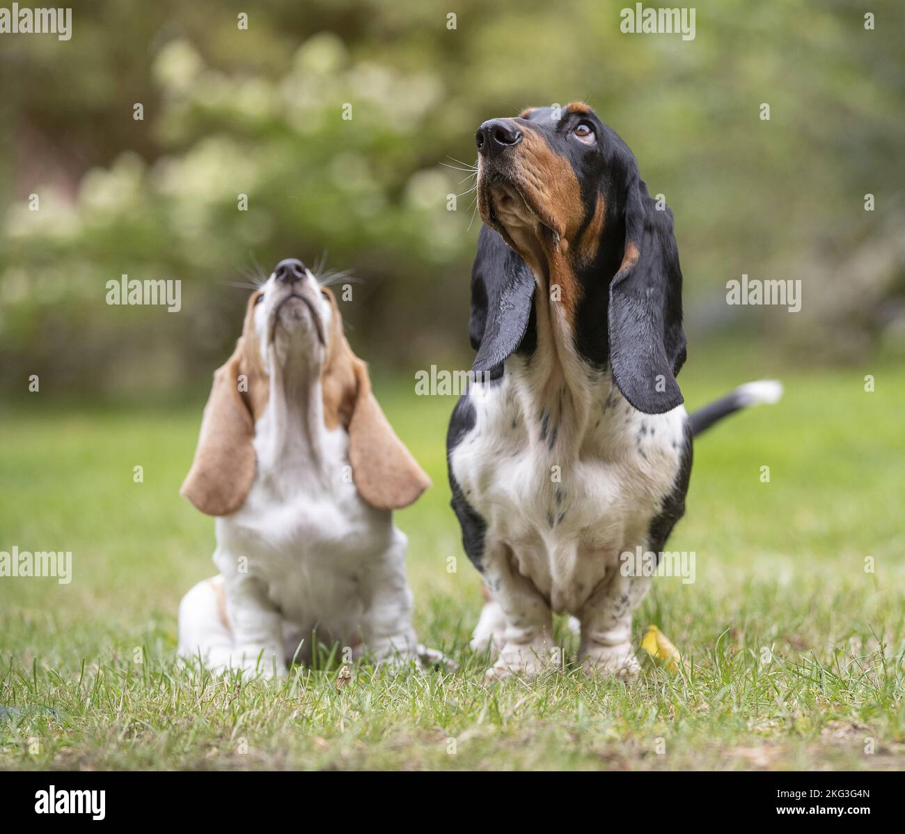 Hounds look hi-res stock photography and images - Alamy