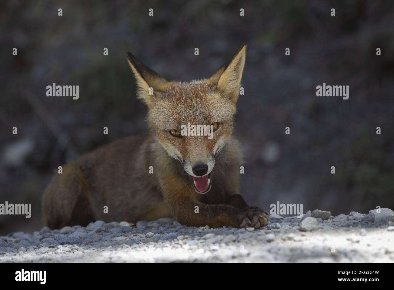 Red fox shadow hi-res stock photography and images - Alamy