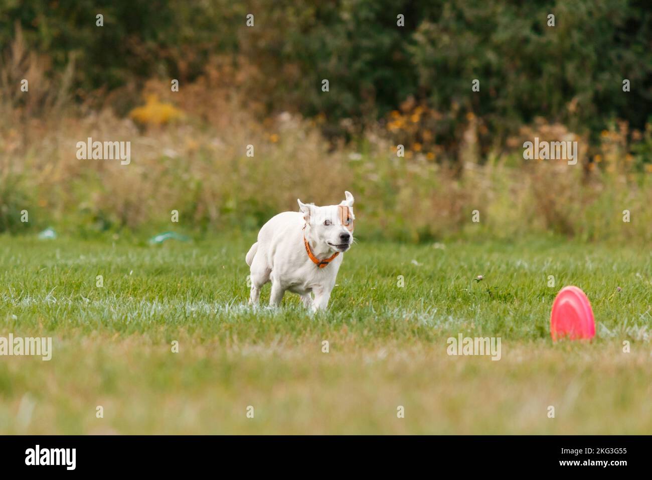 Dog catching flying disk in jump, pet playing outdoors in a park ...
