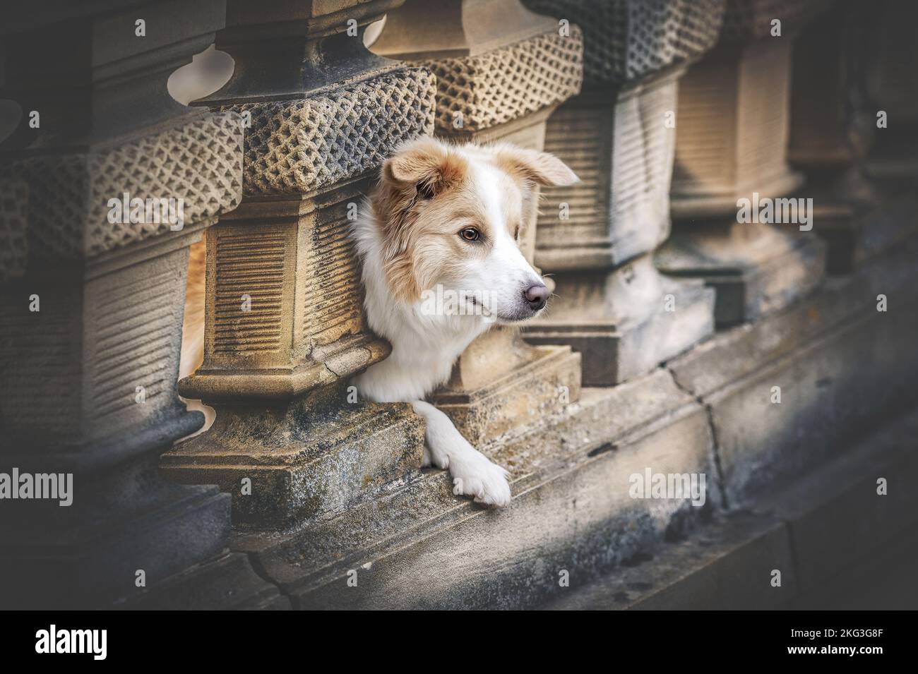 female Border Collie Stock Photo - Alamy