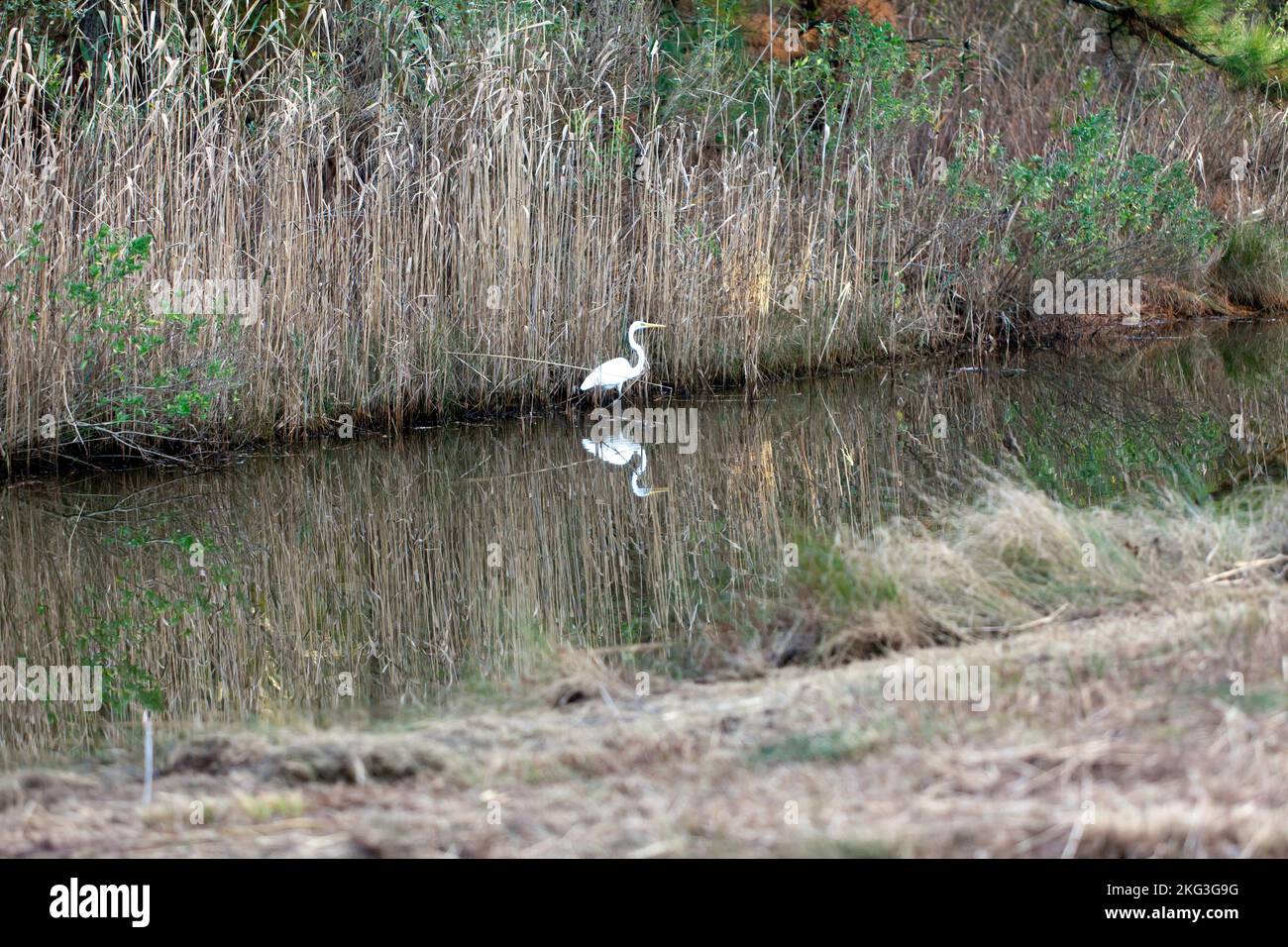 Conservation of native species hi-res stock photography and images - Alamy