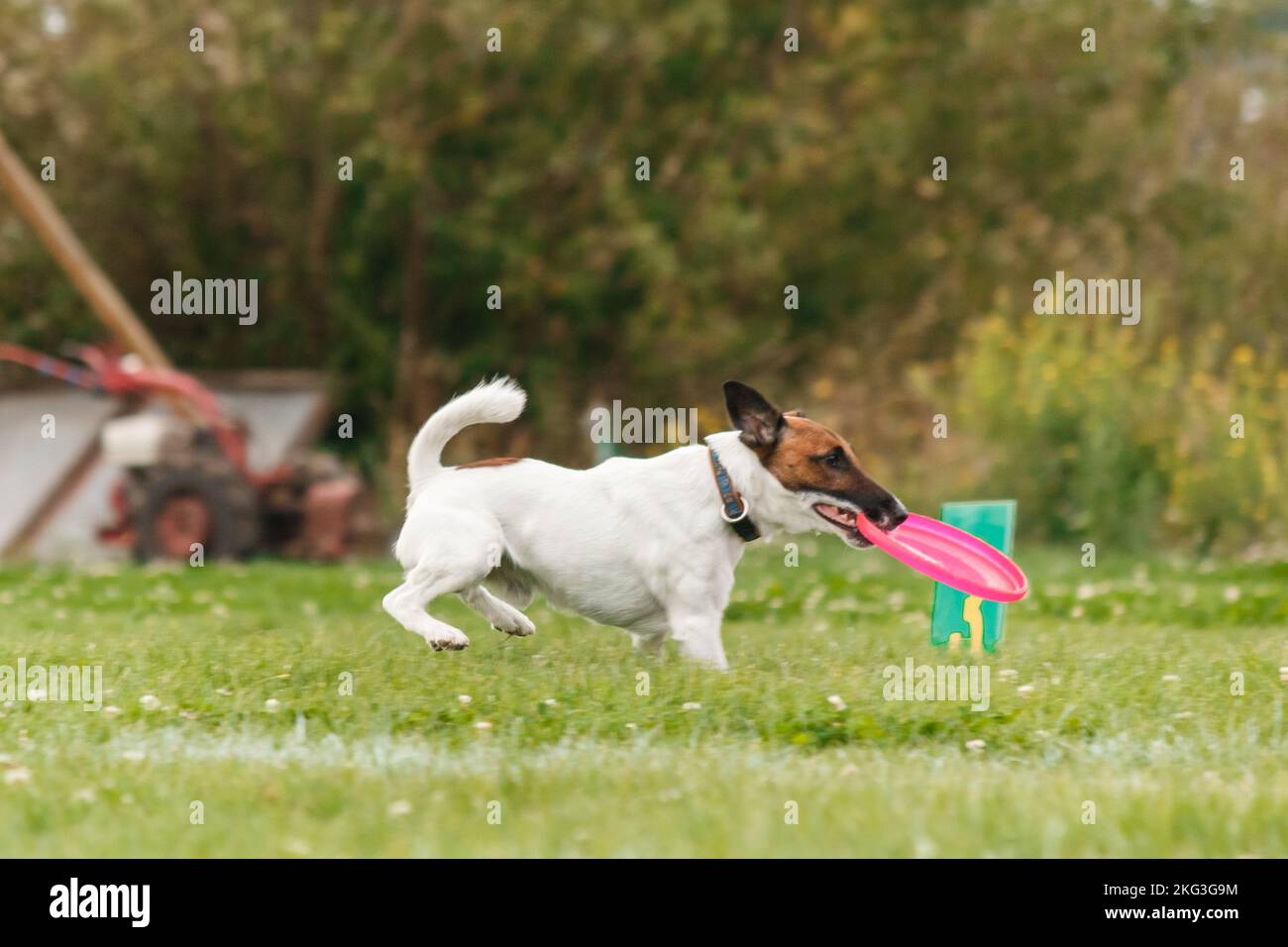Dog catching flying disk in jump, pet playing outdoors in a park ...