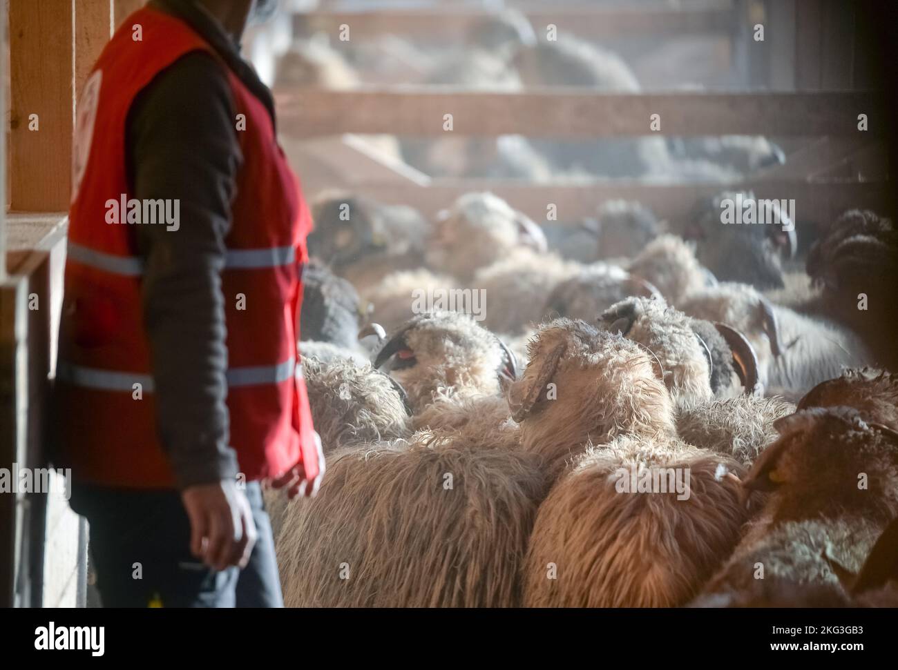 Flock of sheep eating inside a stable/ barn/ stall Stock Photo - Alamy
