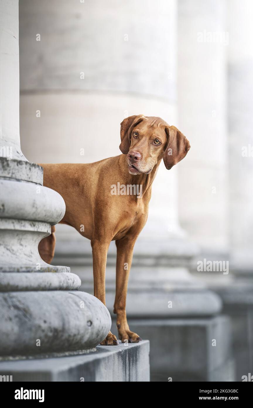 male Magyar Vizsla Stock Photo - Alamy