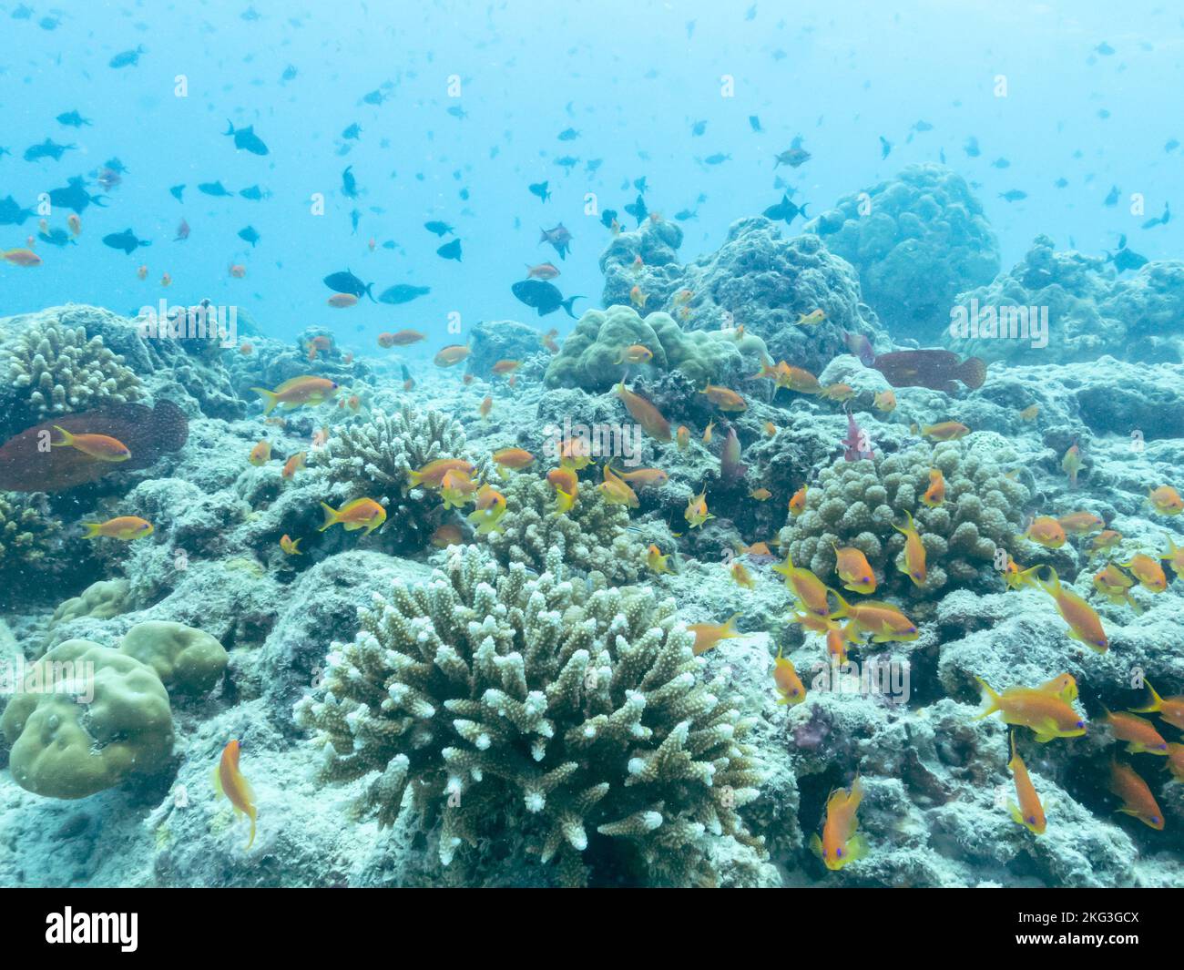 Colorful corals and small exotic fishes in the depths of the Indian ...