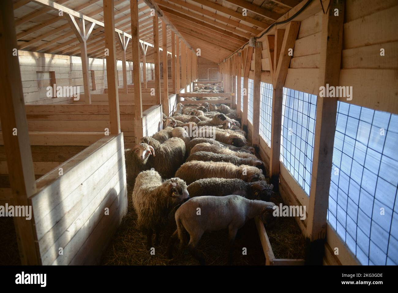 Flock of sheep eating inside a stable/ barn/ stall Stock Photo - Alamy