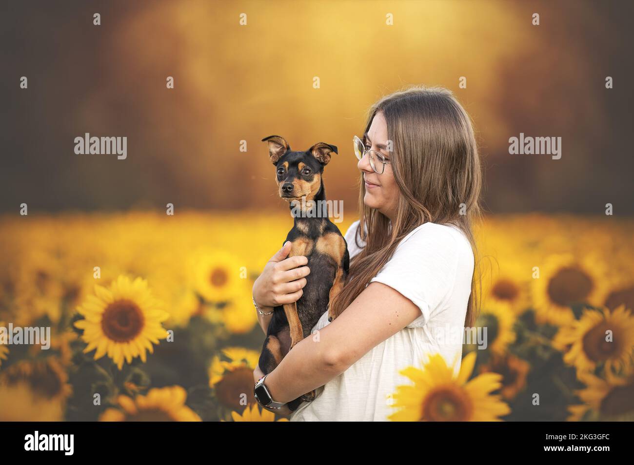 male Miniature pinscher Stock Photo - Alamy