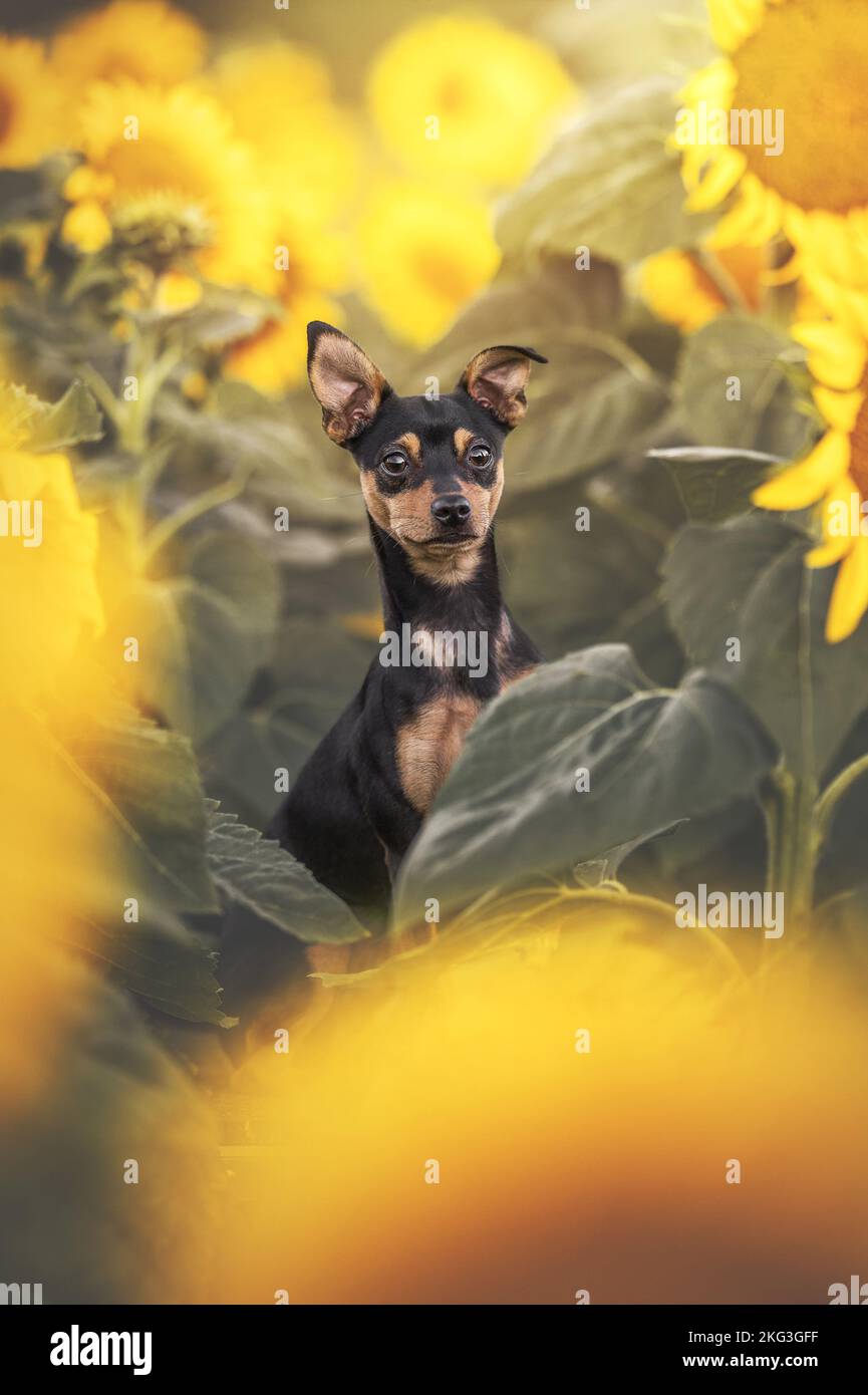 male Miniature pinscher Stock Photo - Alamy