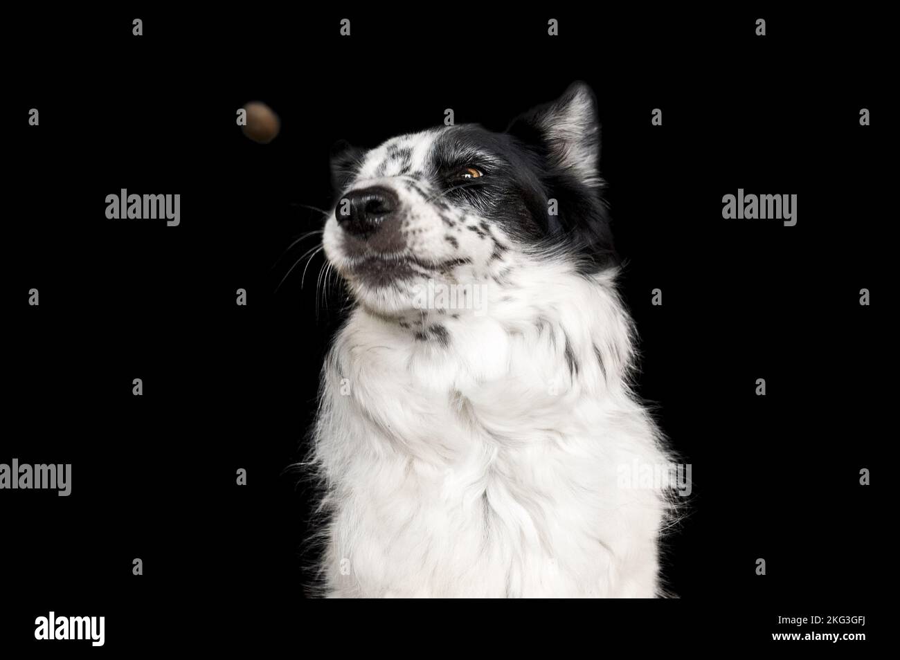 female Border Collie Stock Photo - Alamy