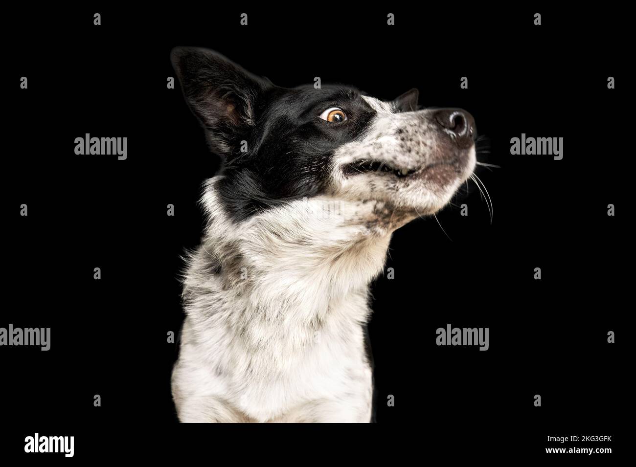 male Border Collie Stock Photo - Alamy