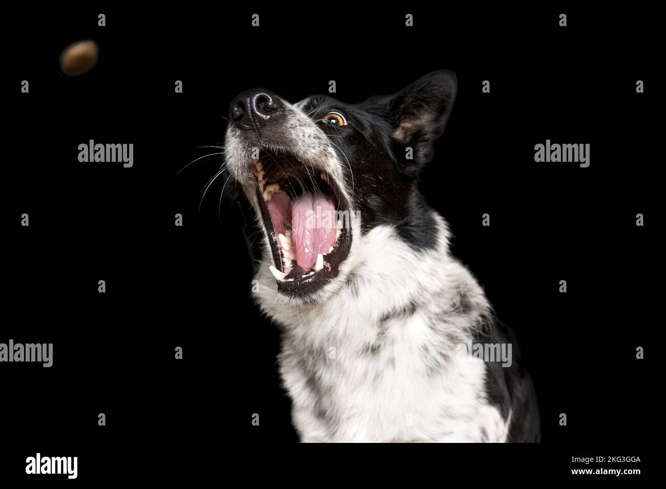 male Border Collie Stock Photo - Alamy